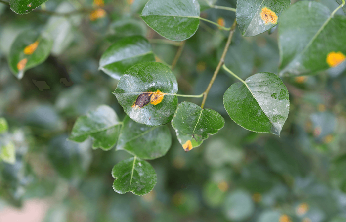 7 Signs That Your Tree May Be Sick | Price Right Trees