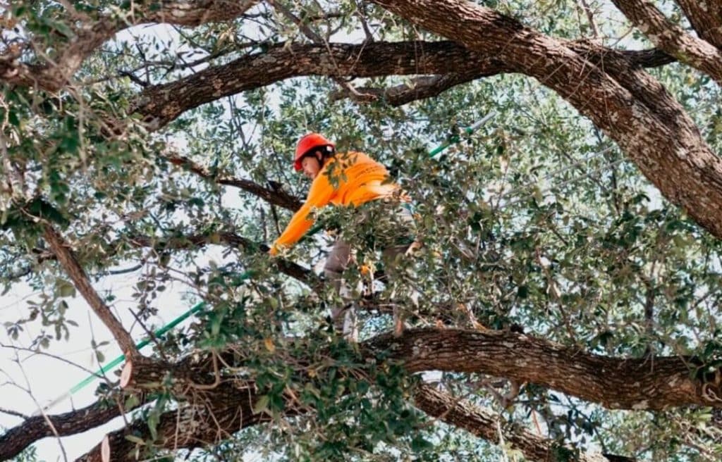 5 Tree Trimming Facts You Should Know | Price Right Trees