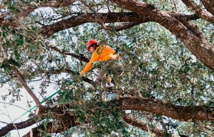 5 Tree Trimming Facts You Should Know | Price Right Trees