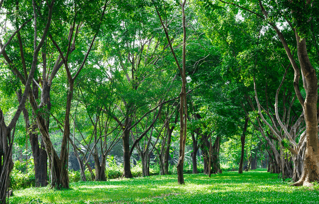 Elevating Public Spaces: The Impact of Professional Landscaping and ...