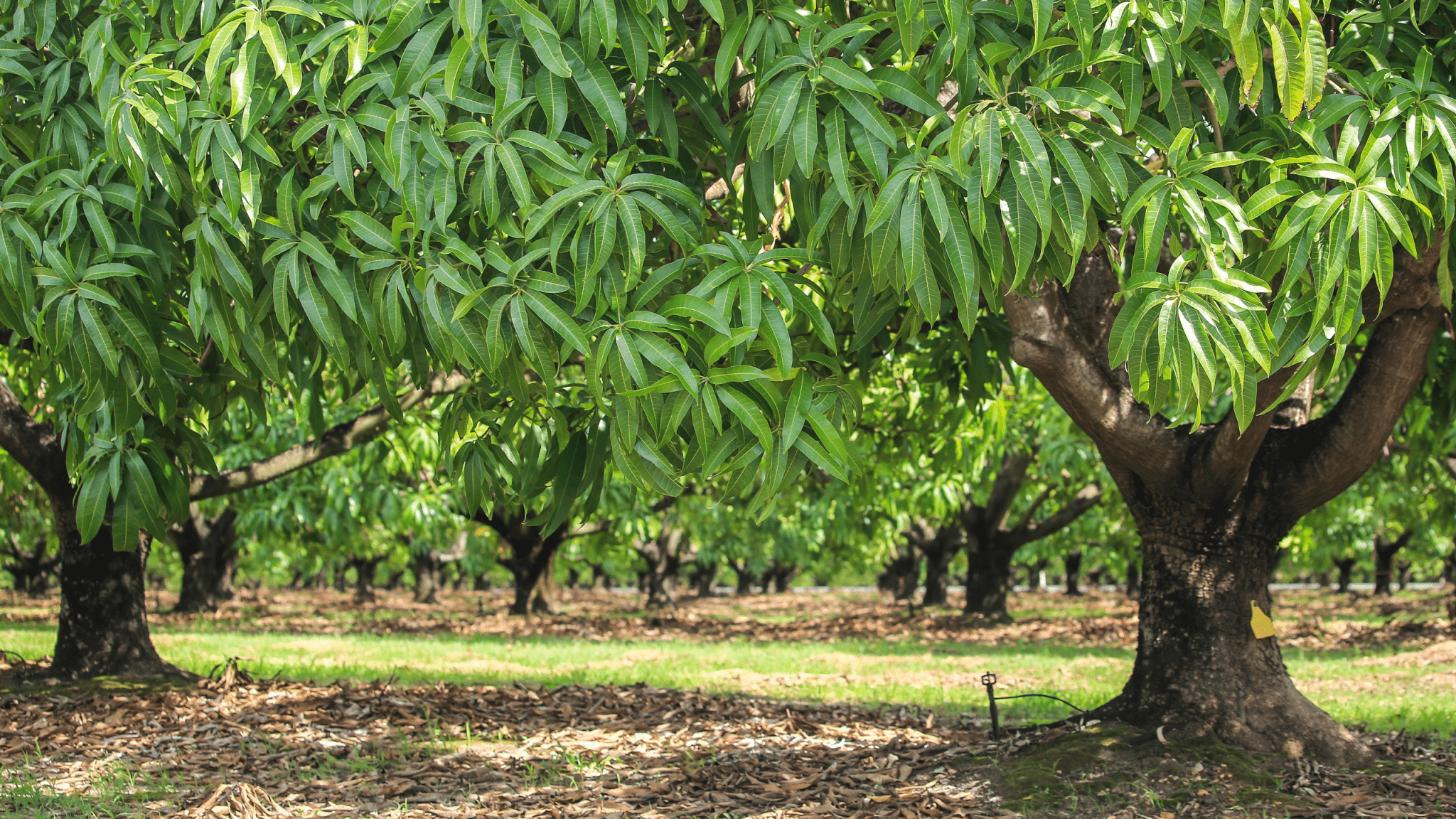 High-Quality Trees from Our Tree Farm to Your Backyard