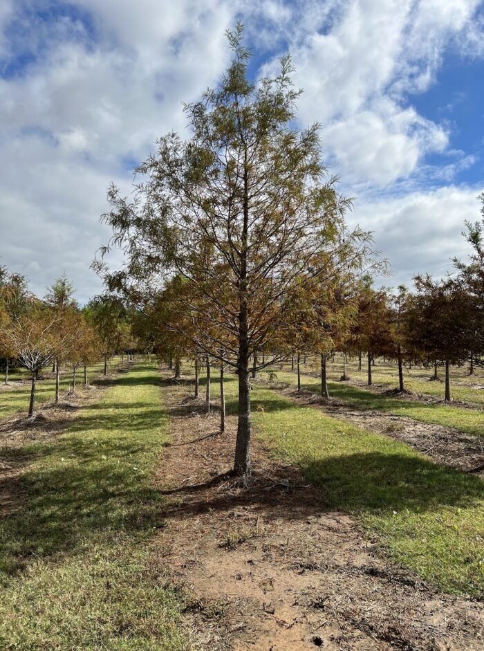 How to Grow and Care for a Healthy Bald Cypress Tree | Price Right Trees