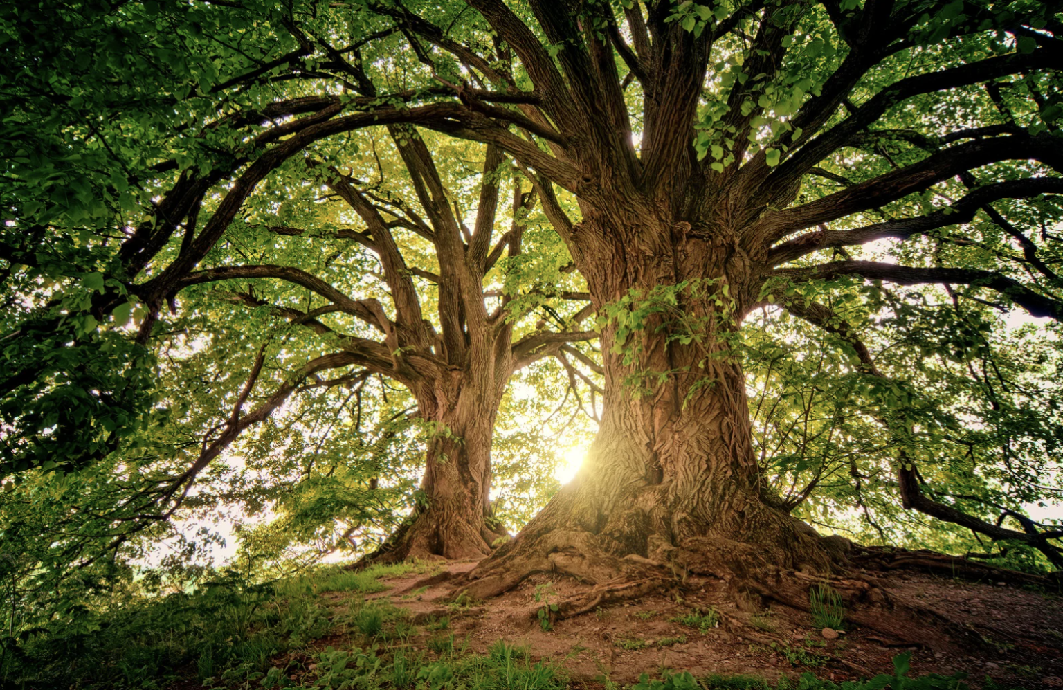 Understanding the Parts of a Tree | Price Right Trees