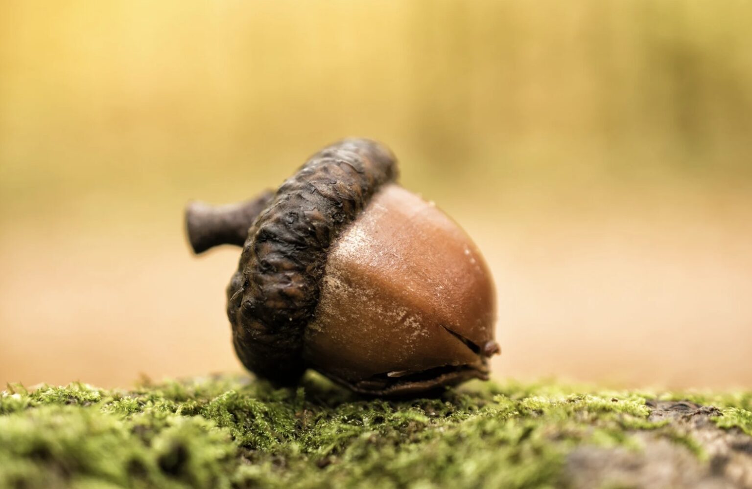 Do All Oak Trees Produce Acorns? Understanding the Acorn Tree | Price Right