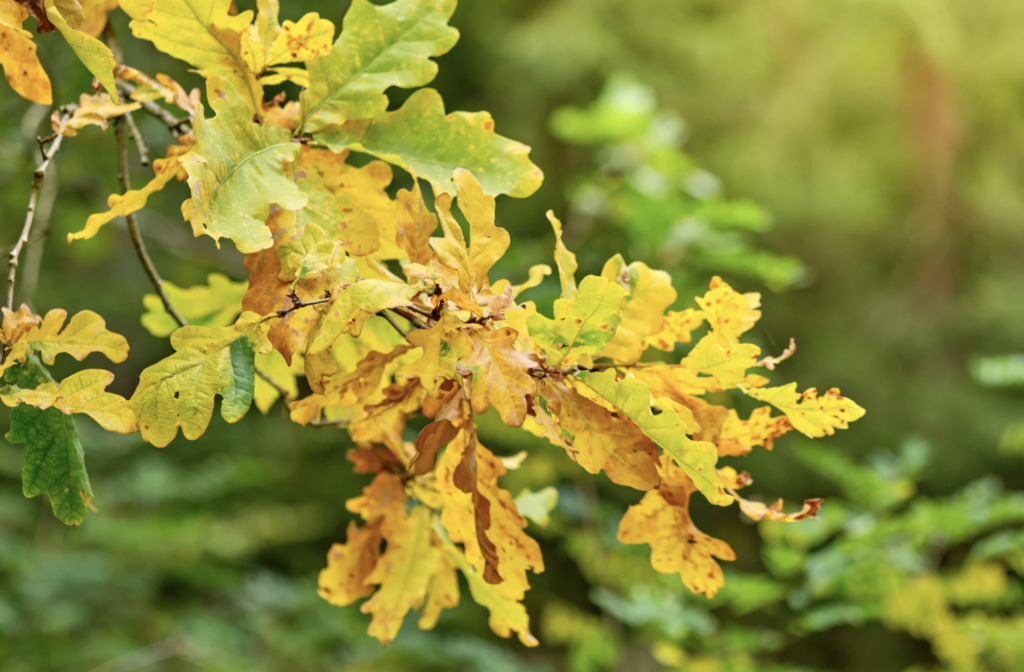 Why Are My Plant Leaves Turning Yellow? Causes & Fixes | Price Right