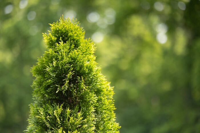 Evergreen vs Deciduous Trees: Understanding the Key Differences for ...
