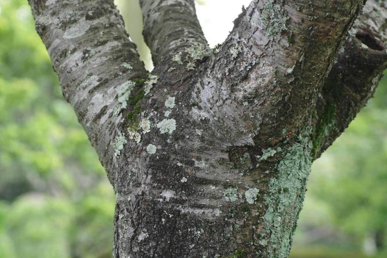 Tree Disease Identification: How to Spot the Most Common Issues | Price ...