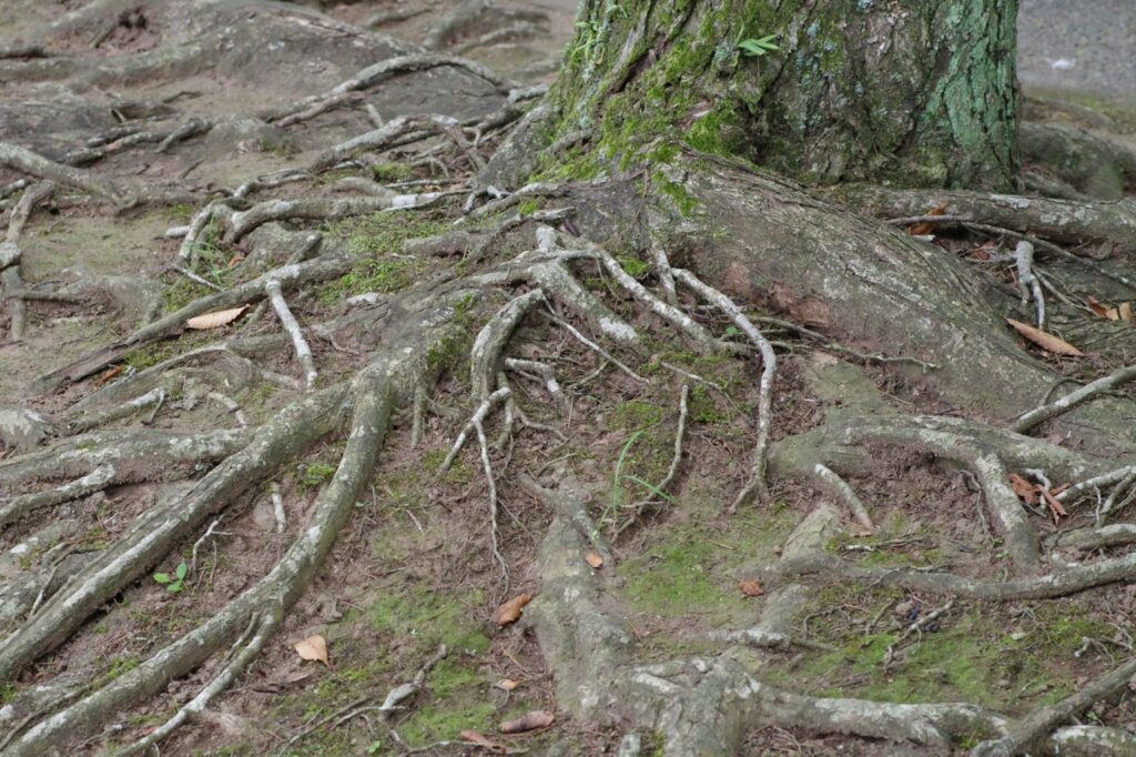 Tree Disease Identification: How to Spot the Most Common Issues | Price ...
