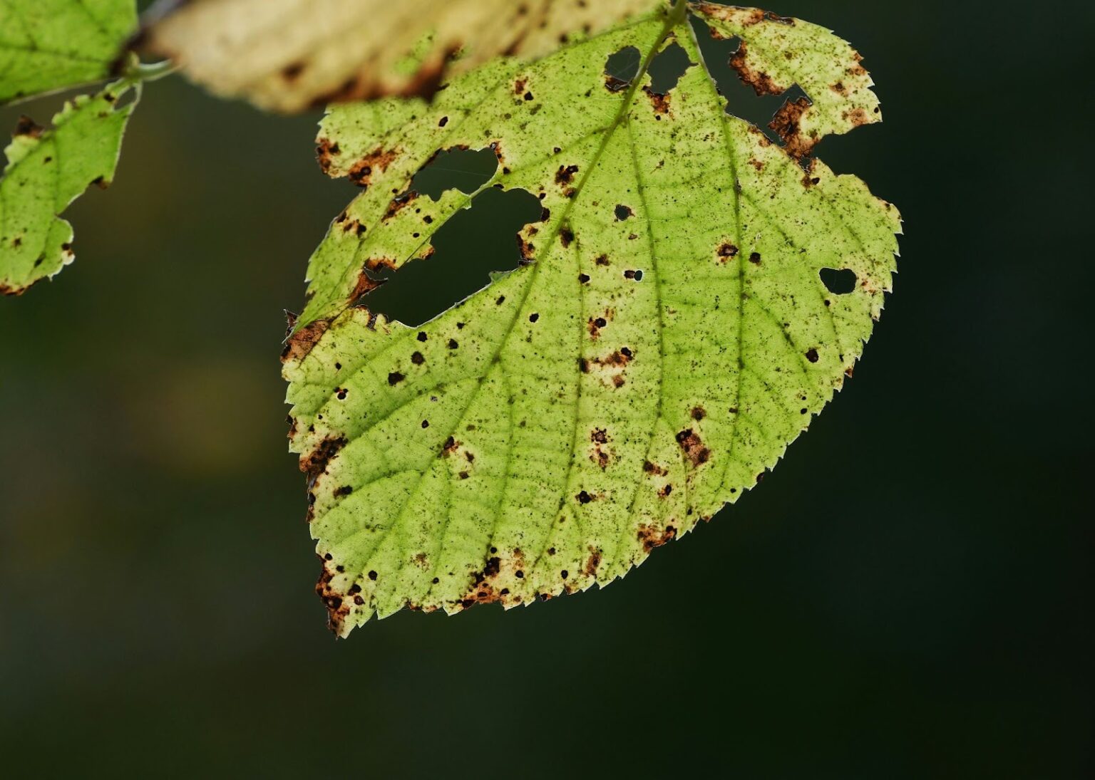 Tree Disease Identification: How to Spot the Most Common Issues | Price ...
