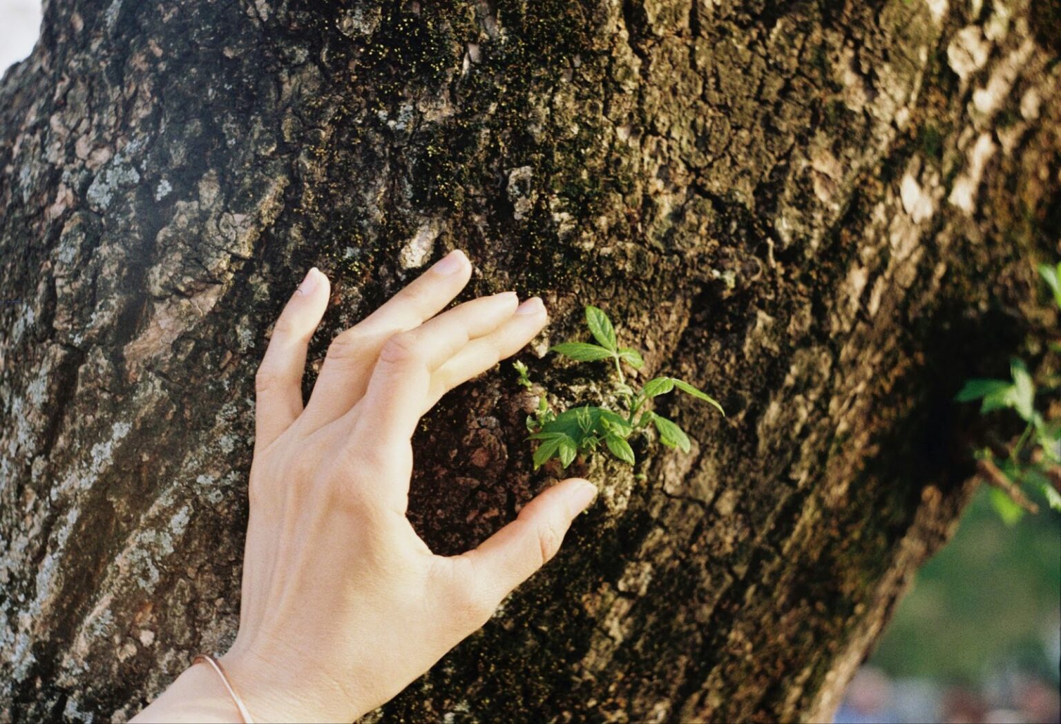 Tree Disease Identification: How to Spot the Most Common Issues | Price ...