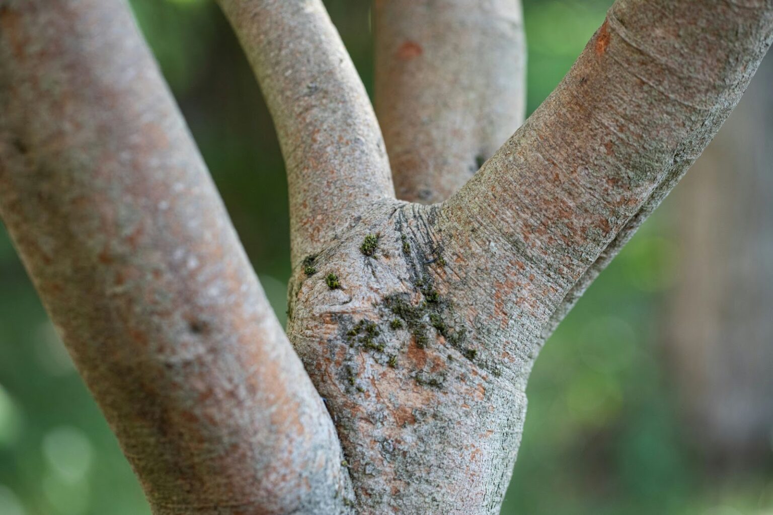 Tree Disease Identification: How to Spot the Most Common Issues | Price ...