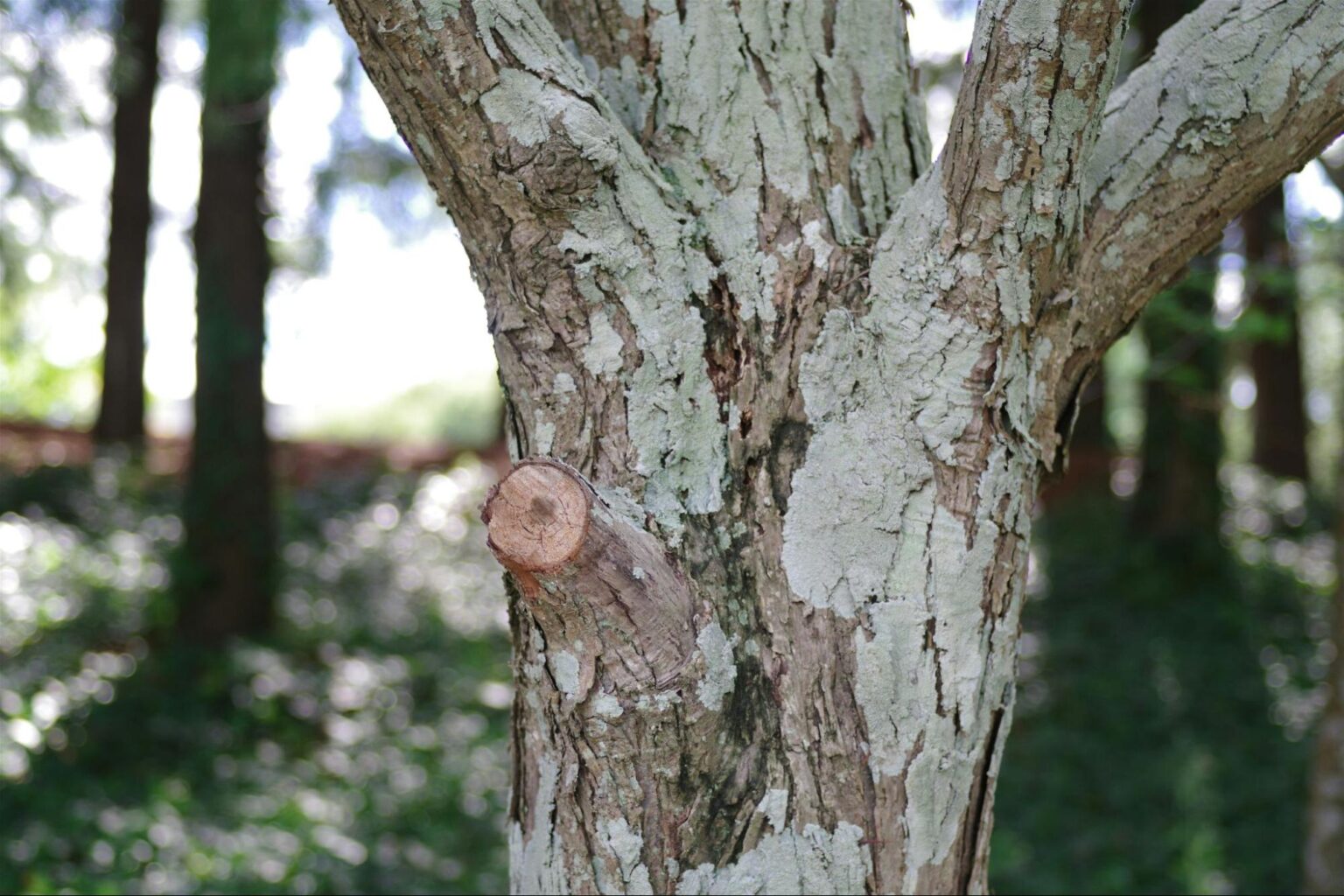 Tree Disease Identification: How to Spot the Most Common Issues | Price ...